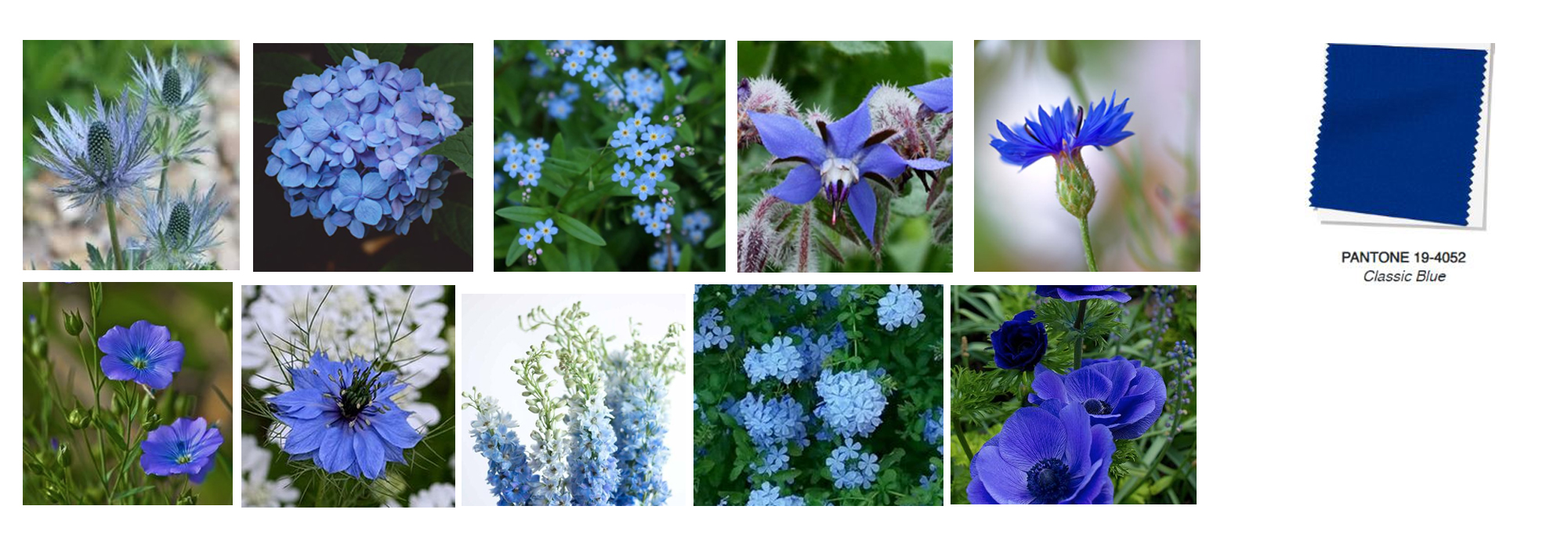 pantone-classic-blue - Puscinaflowers